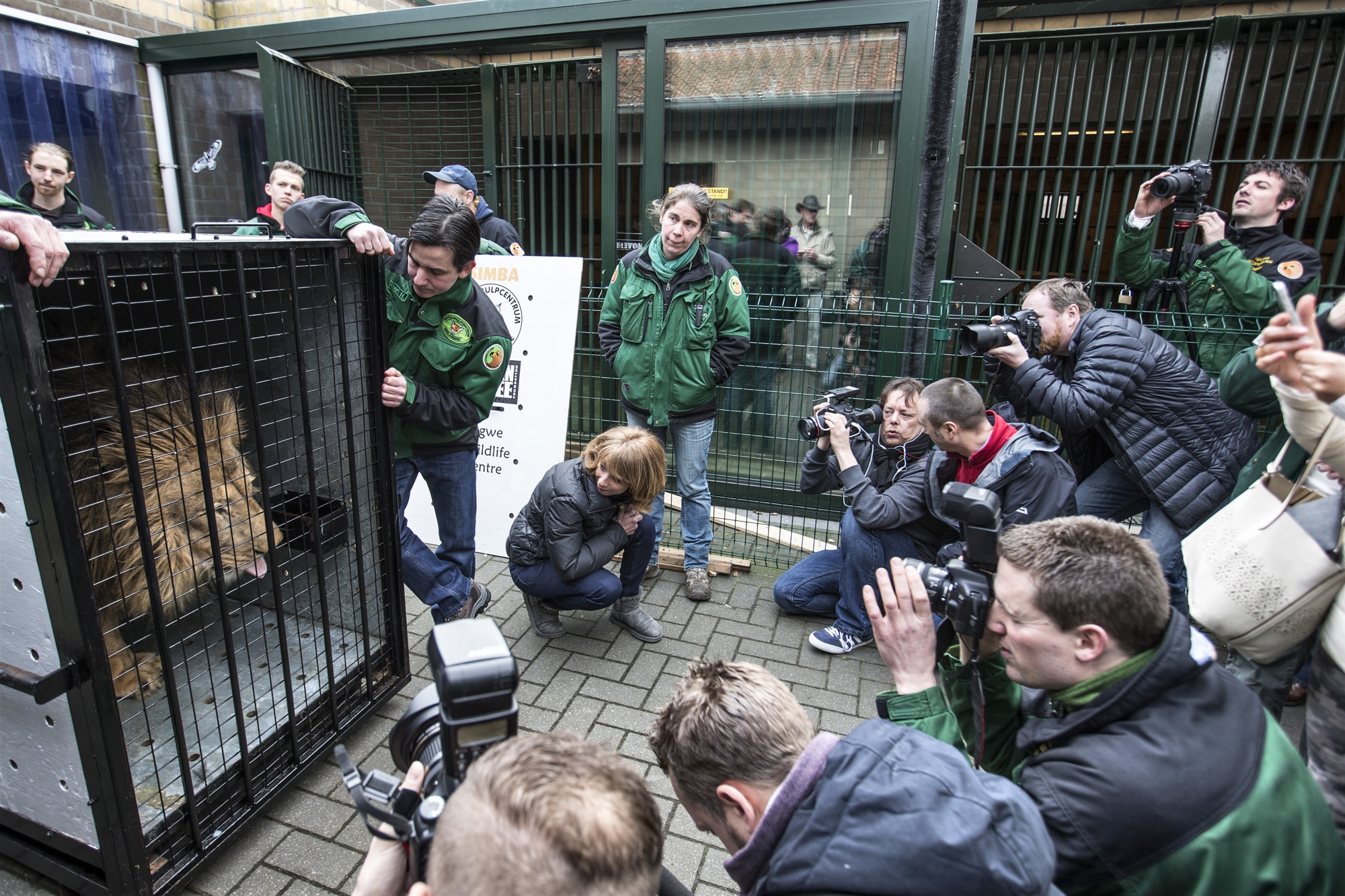 The Born Free Foundation In Partnership With Land Rover Help Simba The ...