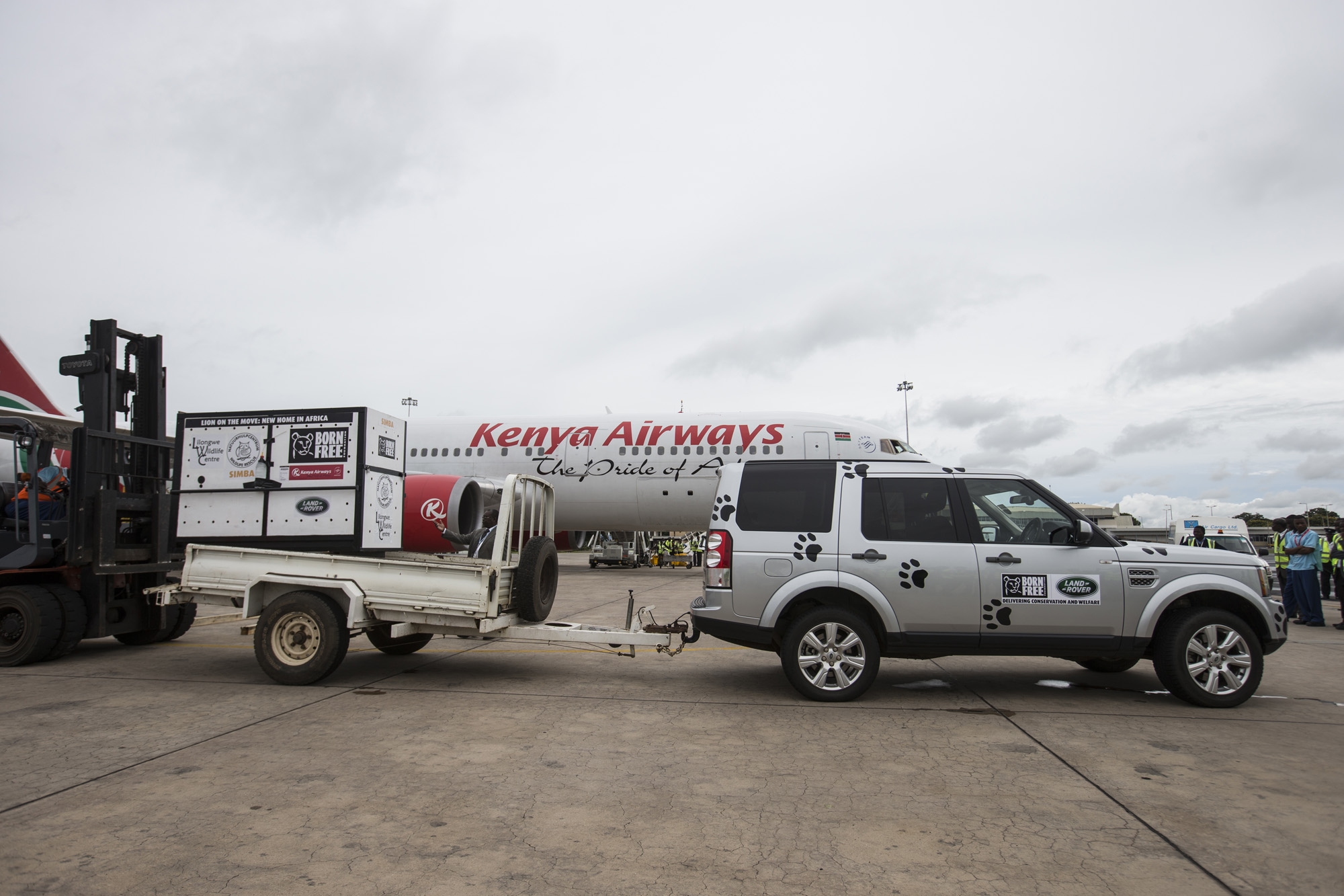 The Born Free Foundation In Partnership With Land Rover Help Simba The ...