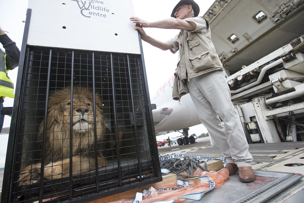 The Born Free Foundation In Partnership With Land Rover Help Simba The ...