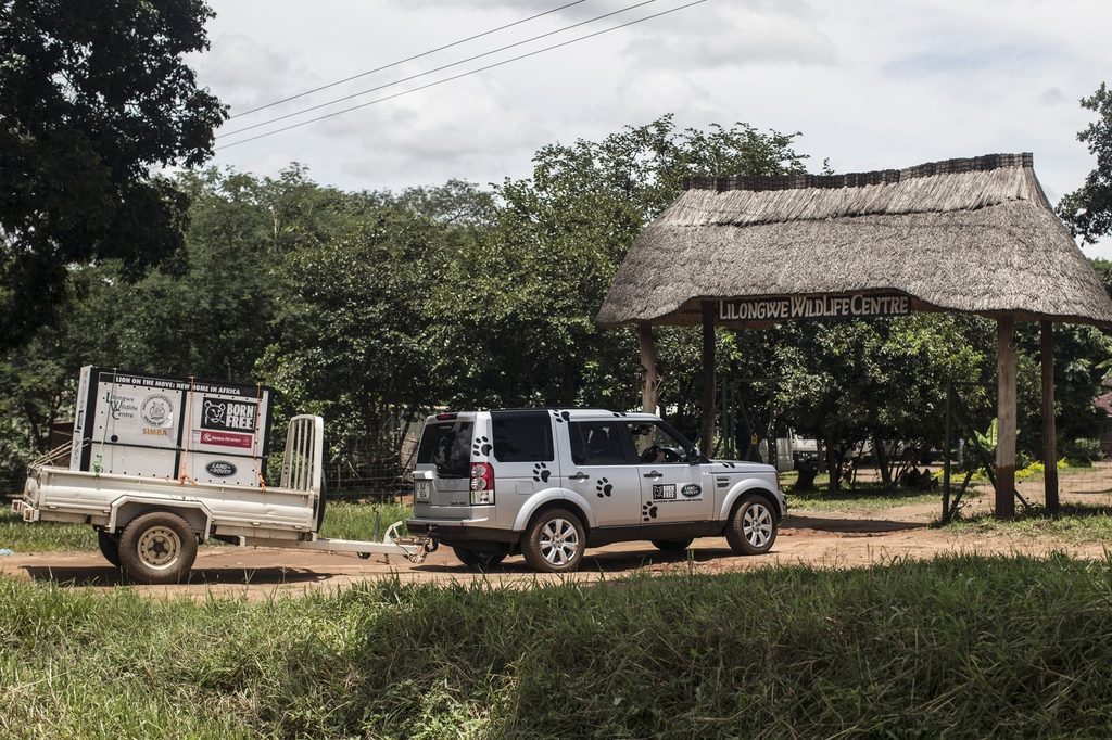 The Born Free Foundation In Partnership With Land Rover Help Simba The ...