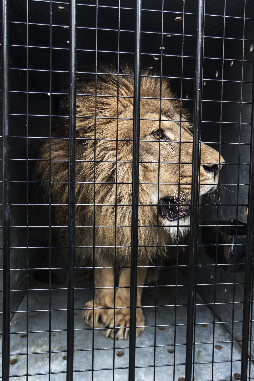 The Born Free Foundation In Partnership With Land Rover Help Simba The ...